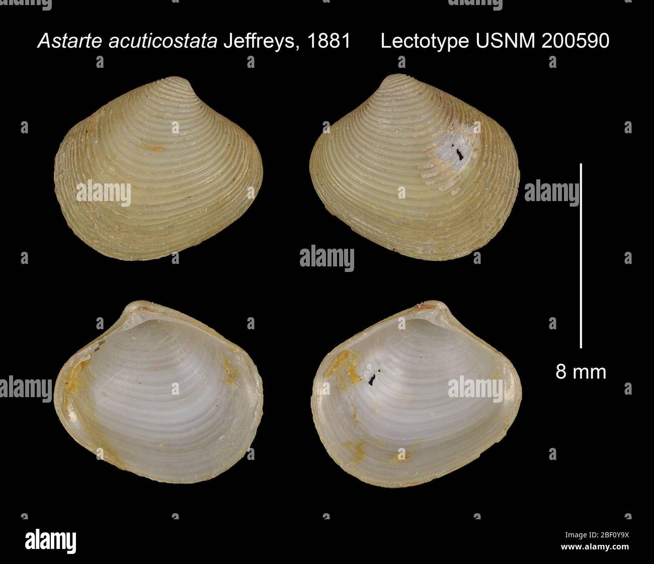 Acuticostata hi-res stock photography and images - Alamy