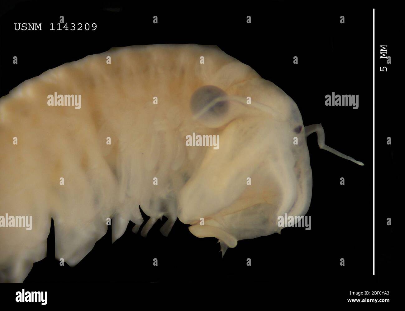 Chirocephalus hi-res stock photography and images - Alamy