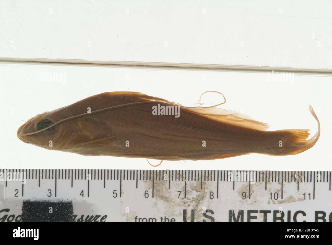 Mystus nigriceps hi-res stock photography and images - Alamy