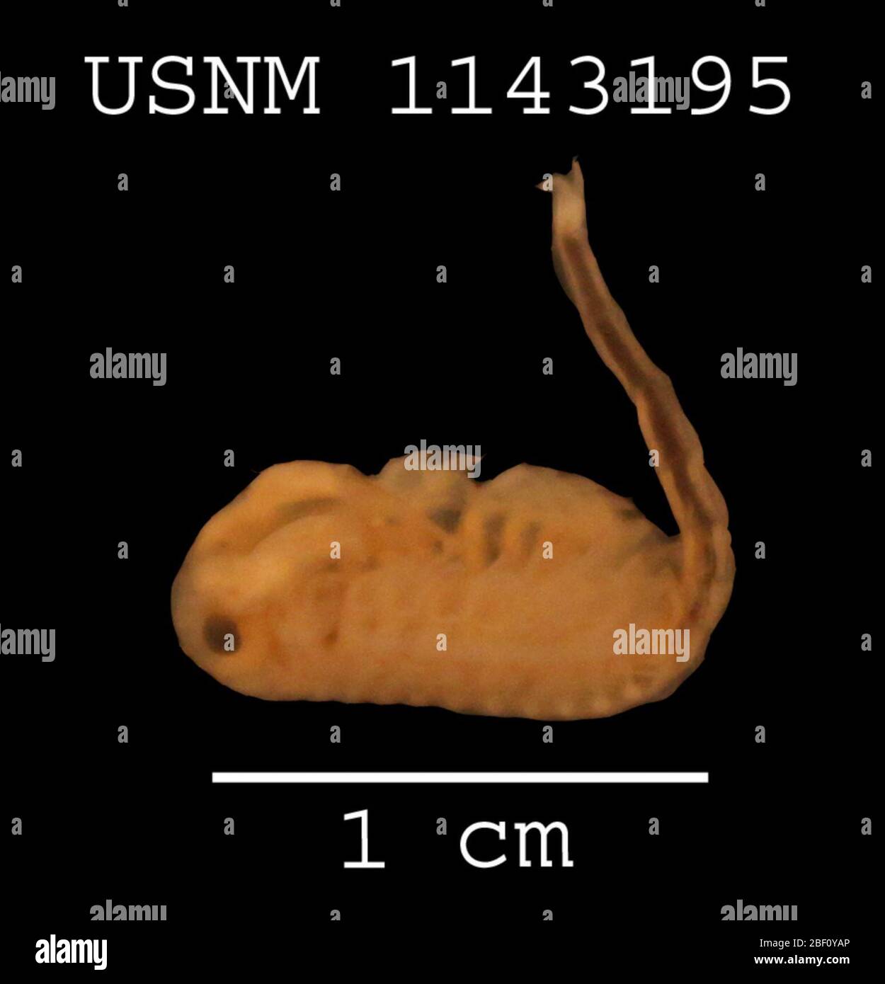 Branchinecta hi-res stock photography and images - Alamy