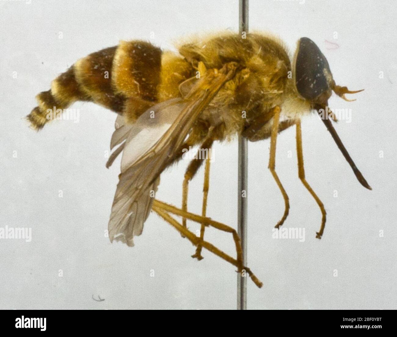 Pollinose hi-res stock photography and images - Alamy