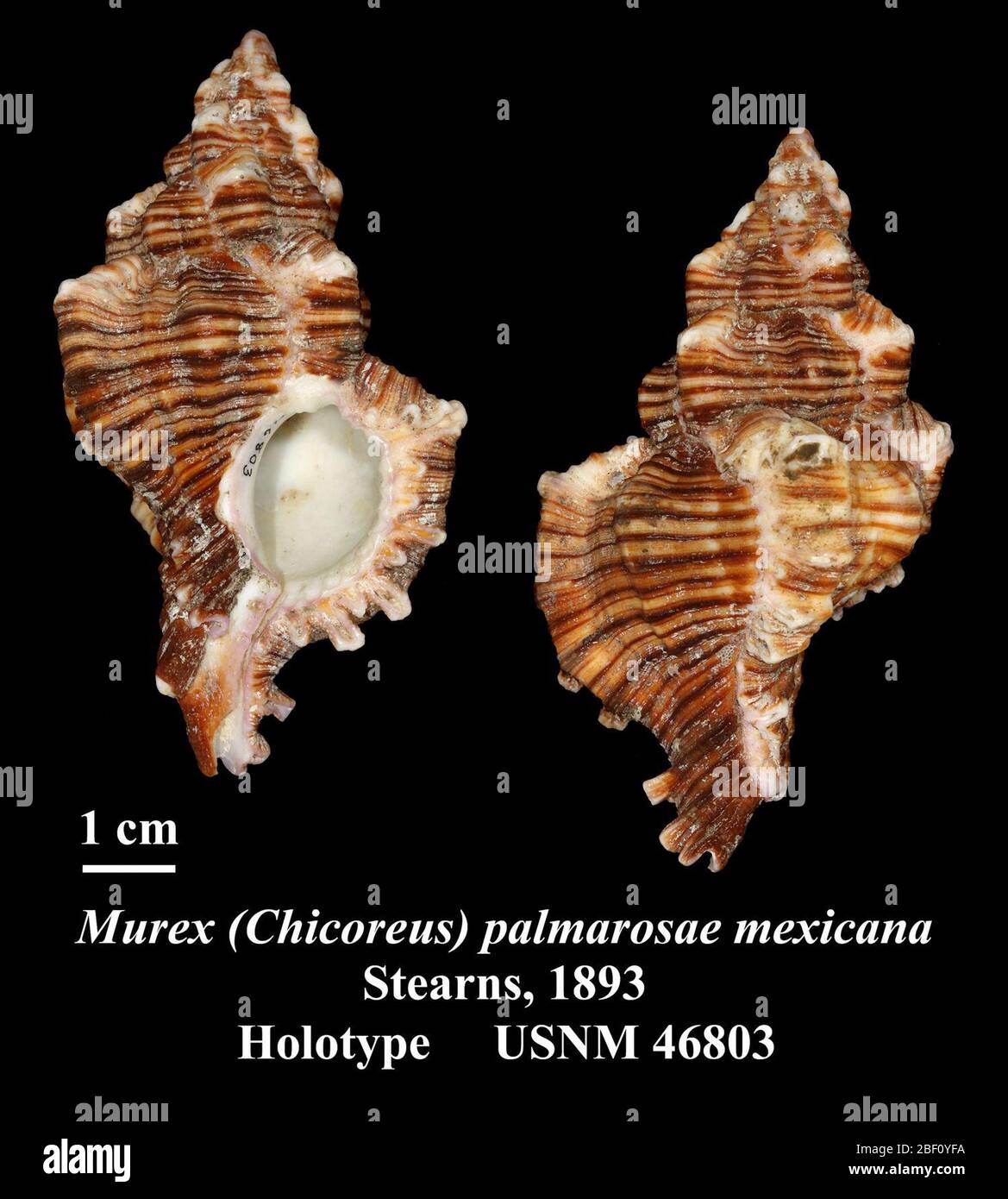 Chicoreus palmarosae hi-res stock photography and images - Alamy