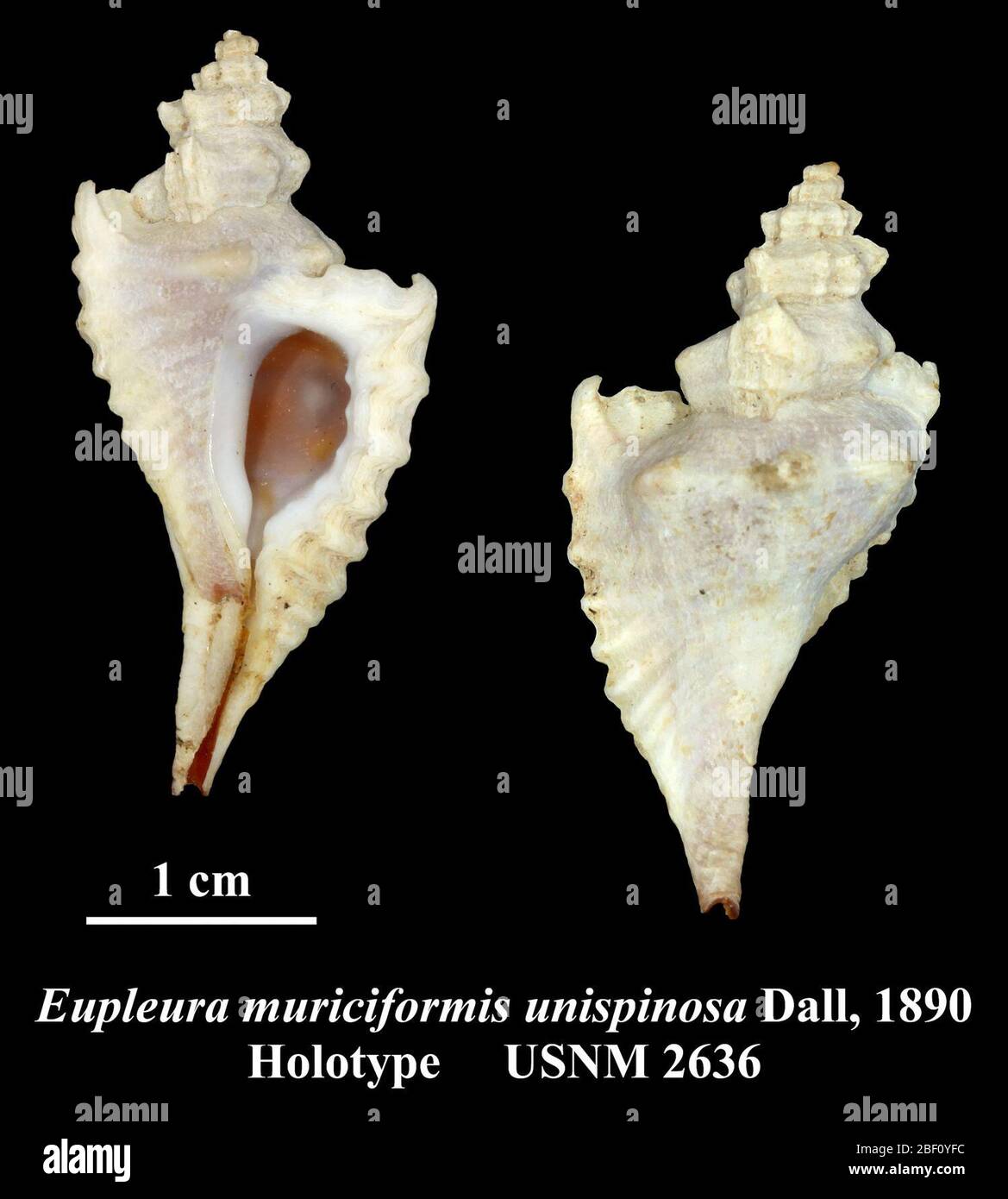 Eupleura muriciformis unispinosa. 20 Jan 20161 Stock Photo - Alamy