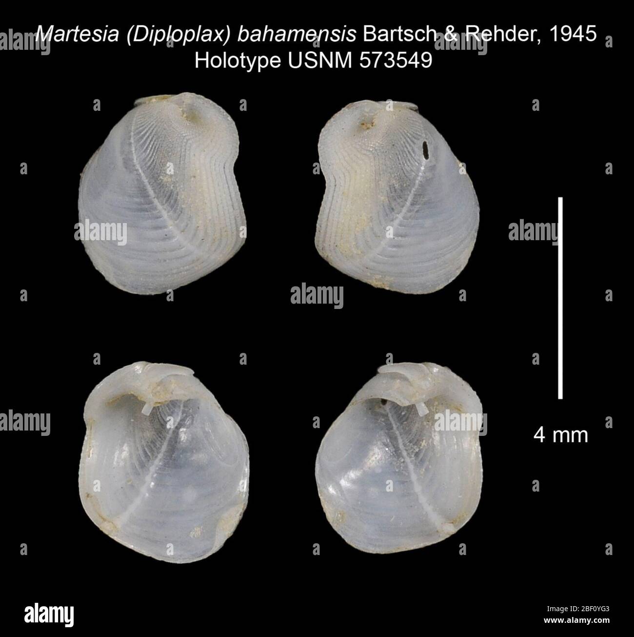 Martesia Diploplax bahamensis. 31 Oct 20172 Stock Photo - Alamy
