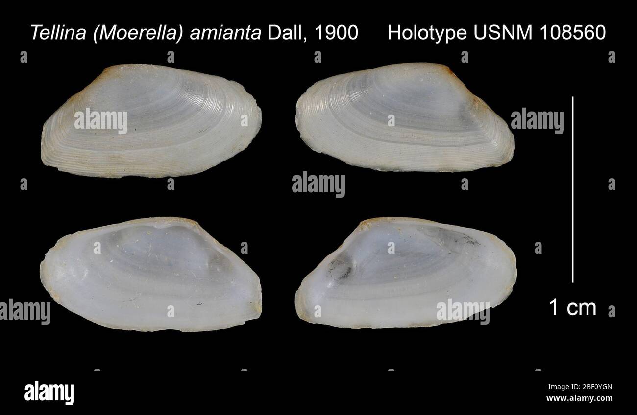 Tellina species hi-res stock photography and images - Alamy