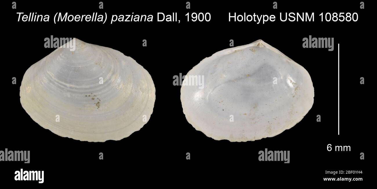 Moerella hi-res stock photography and images - Alamy