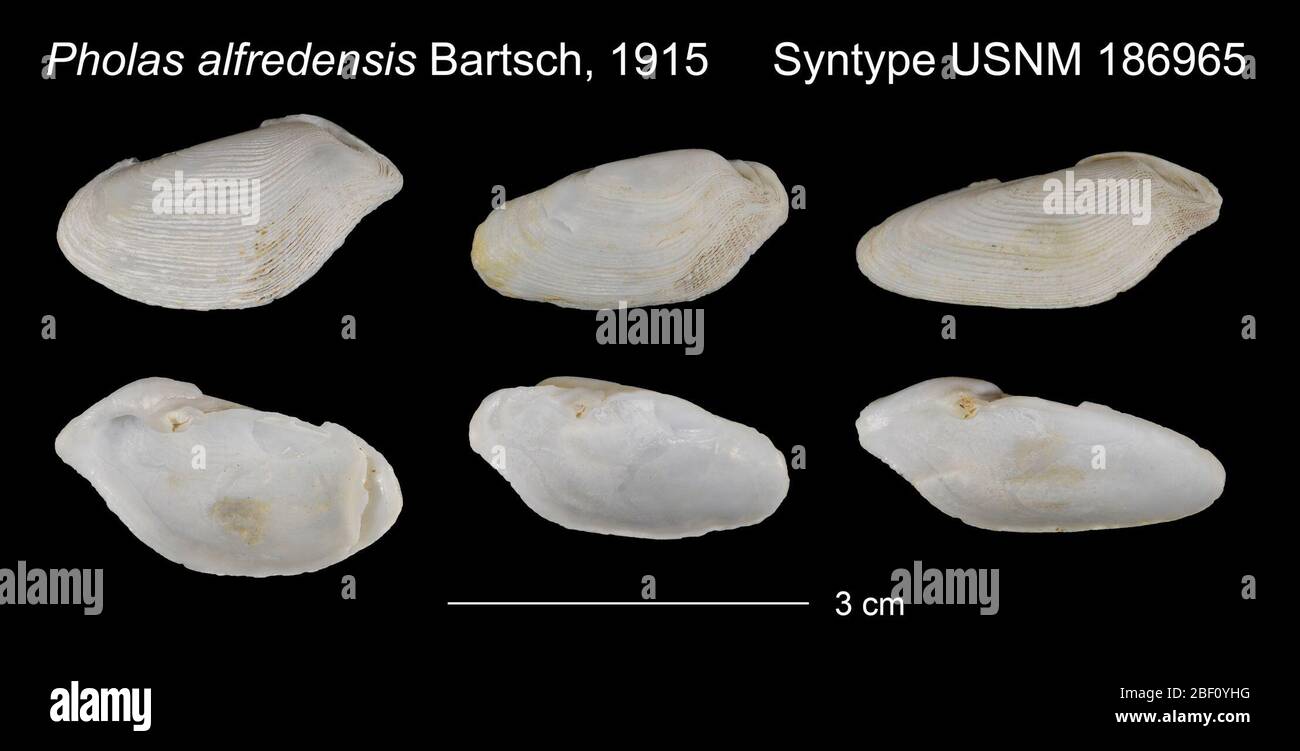Marine bivalve species hi-res stock photography and images - Alamy