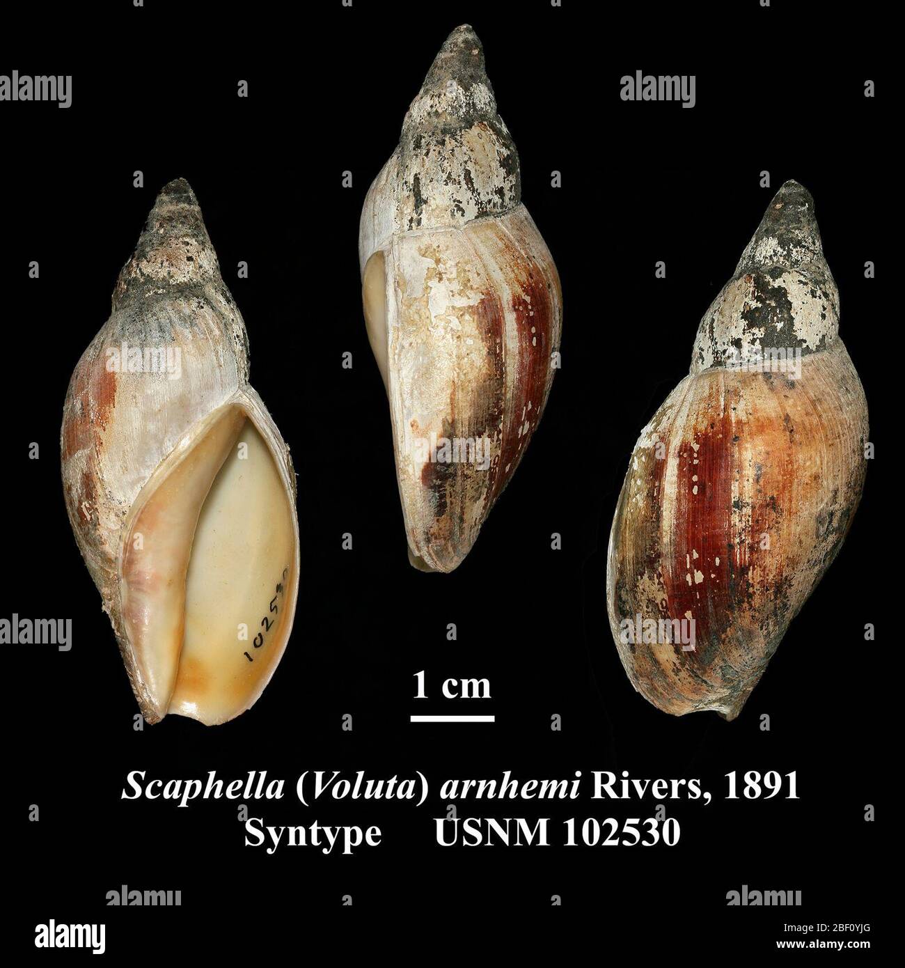 Voluta hi-res stock photography and images - Alamy