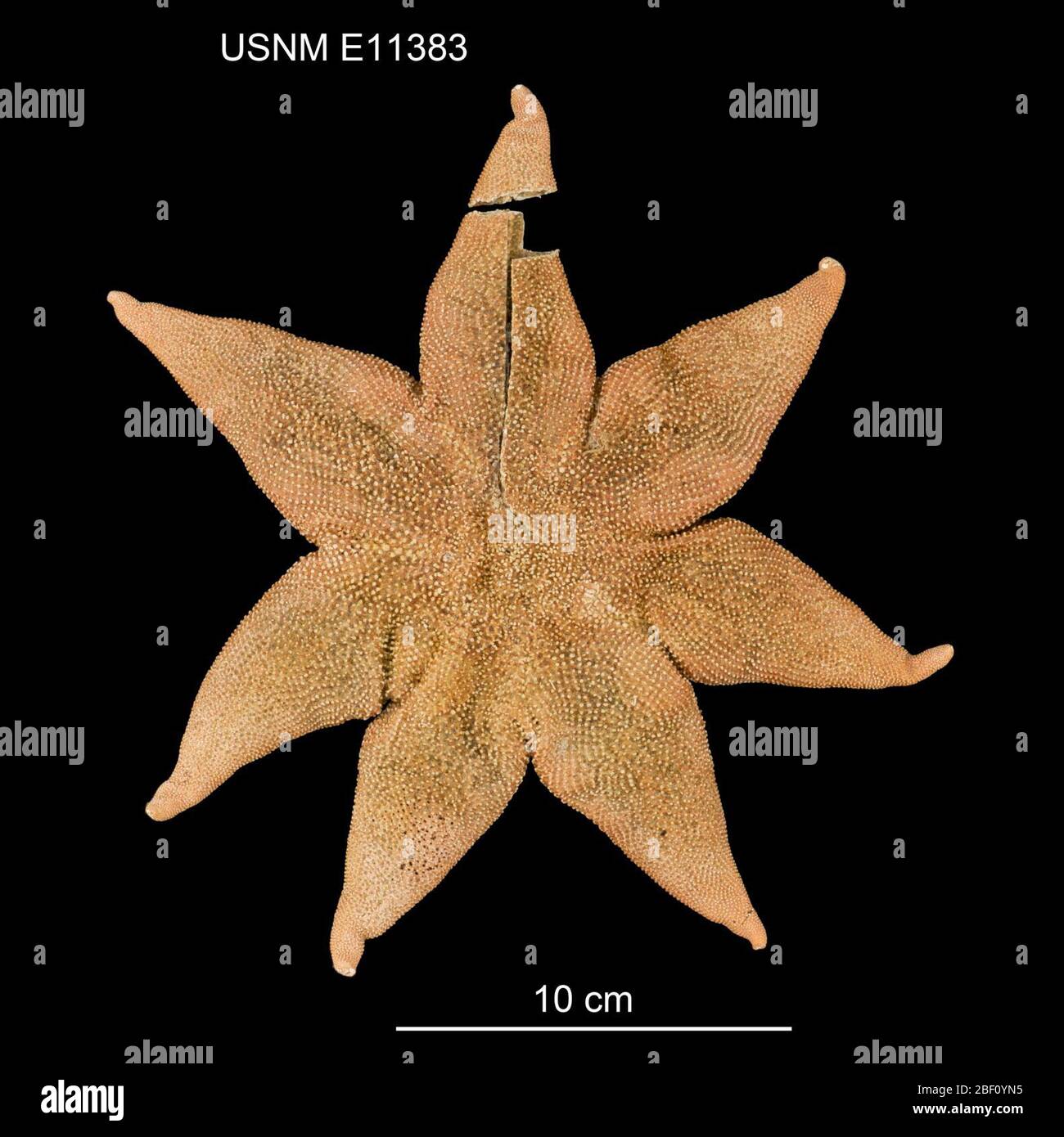 Solaster hi-res stock photography and images - Alamy