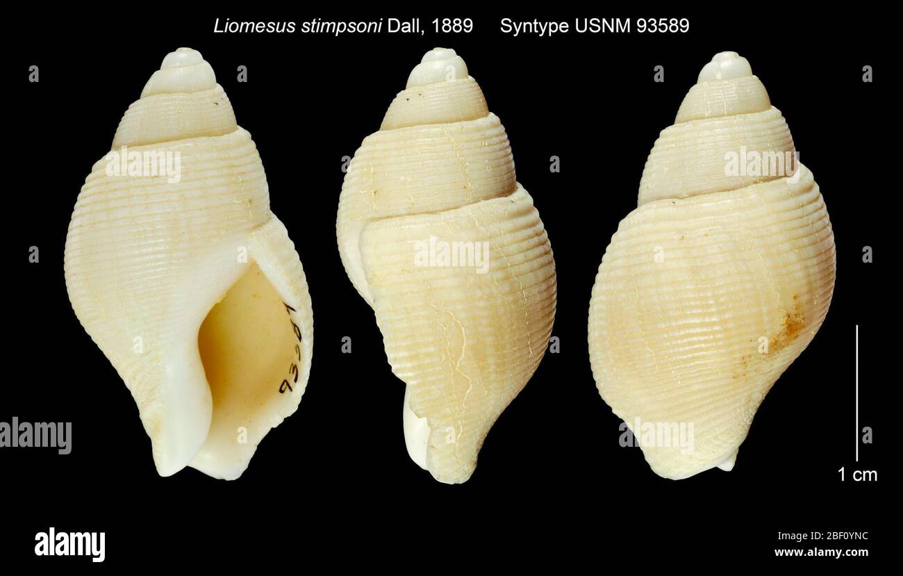 Stimpsoni hi-res stock photography and images - Alamy