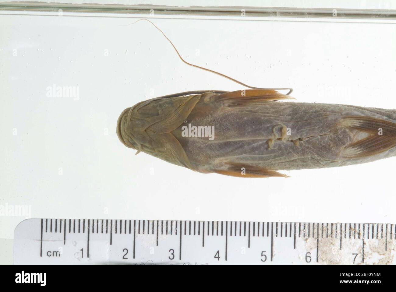 Mystus nigriceps. Original no. 221 Feb 20181 Stock Photo - Alamy