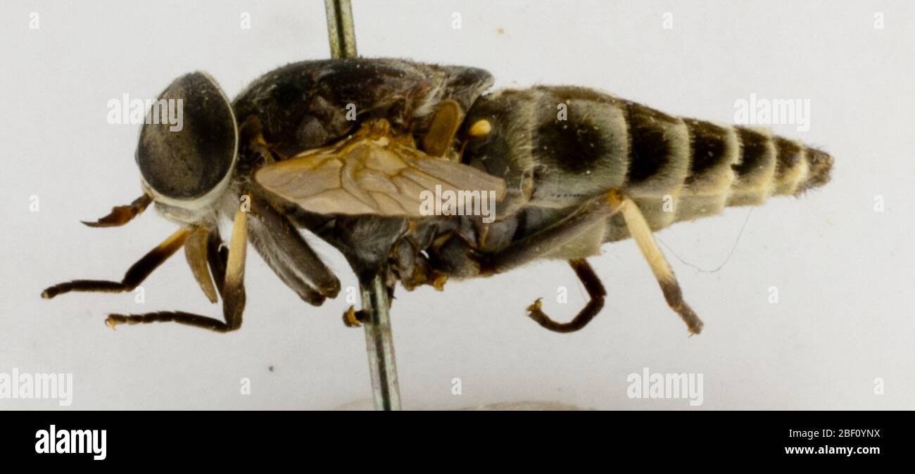 Tabanus trigeminus hi-res stock photography and images - Alamy