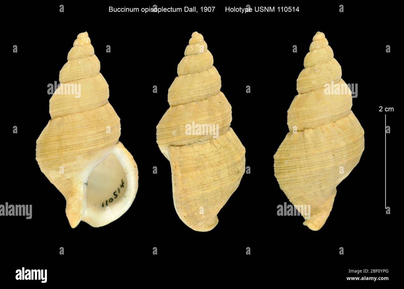 Buccinum opisoplectum. 20 Jan 201649961 Stock Photo - Alamy