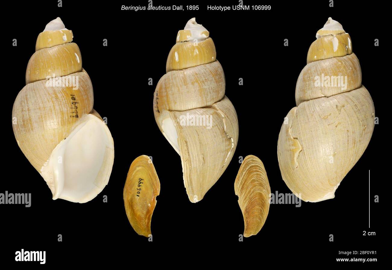 Beringius aleuticus. 20 Jan 201634811 Stock Photo - Alamy