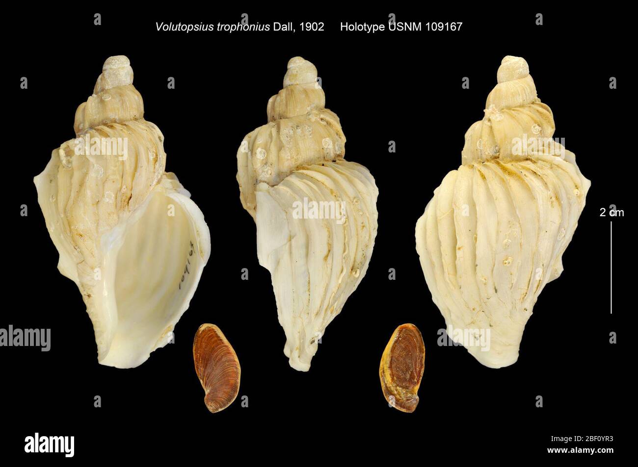 Trophonius hi-res stock photography and images - Alamy