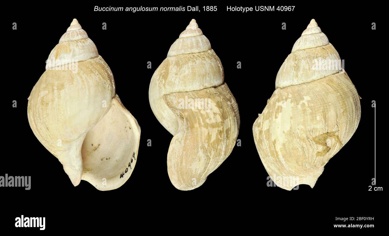 Buccinum species hi-res stock photography and images - Alamy
