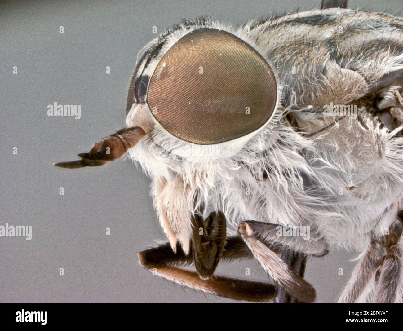 Pilose eyes hi-res stock photography and images - Alamy