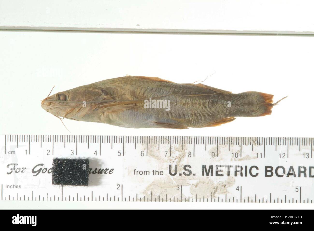 Mystus vittatus. Original no. 221 Feb 20181 Stock Photo - Alamy