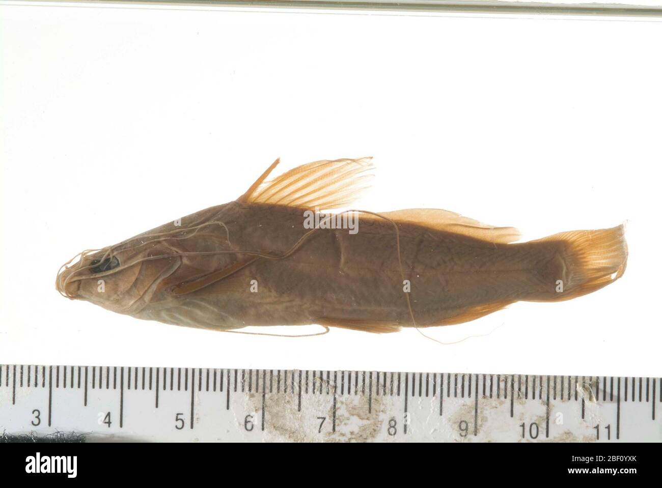 Mystus hi-res stock photography and images - Alamy