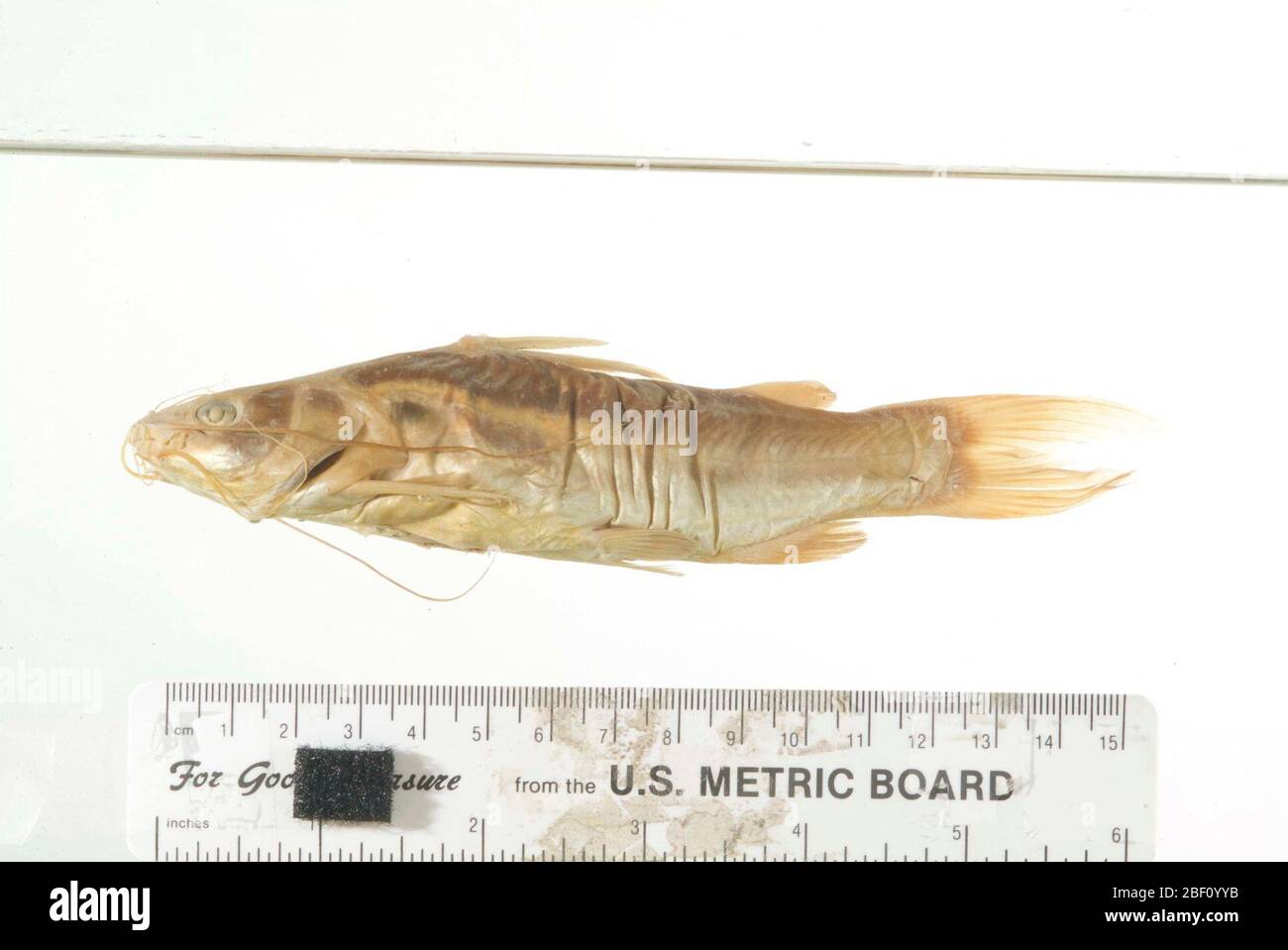 Mystus gulio. 12 Mar 20191 Stock Photo - Alamy