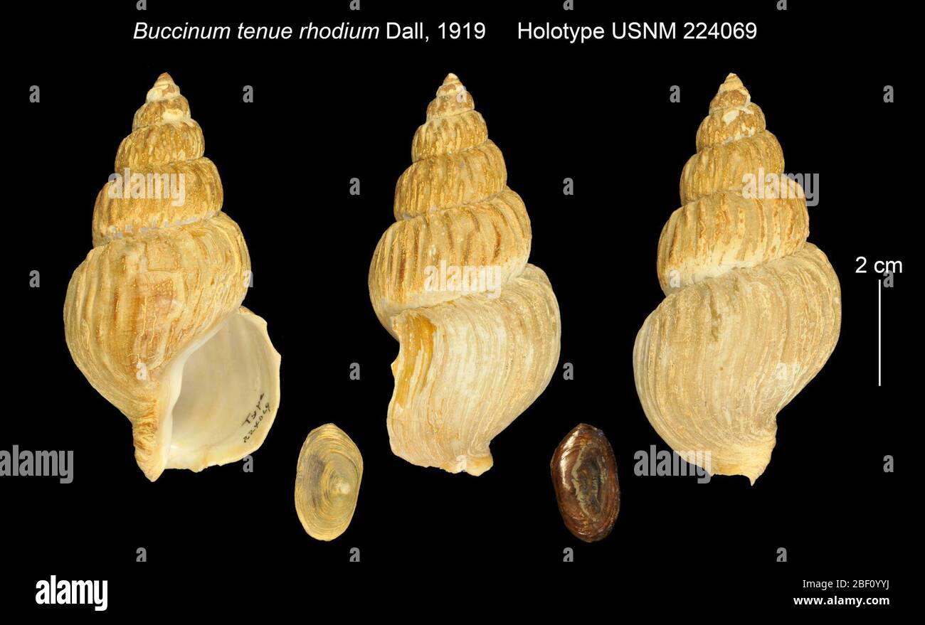 Buccinum species hi-res stock photography and images - Alamy