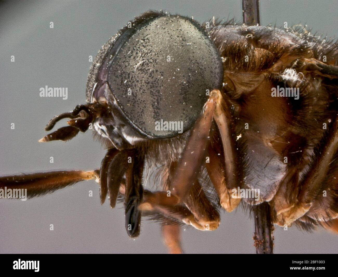 3 for 2 label hi-res stock photography and images - Alamy