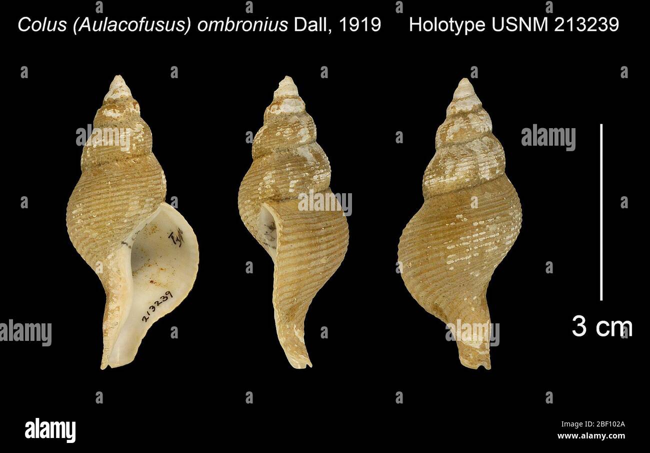 Colus Aulacofusus ombronius. 20 Jan 201632521 Stock Photo - Alamy