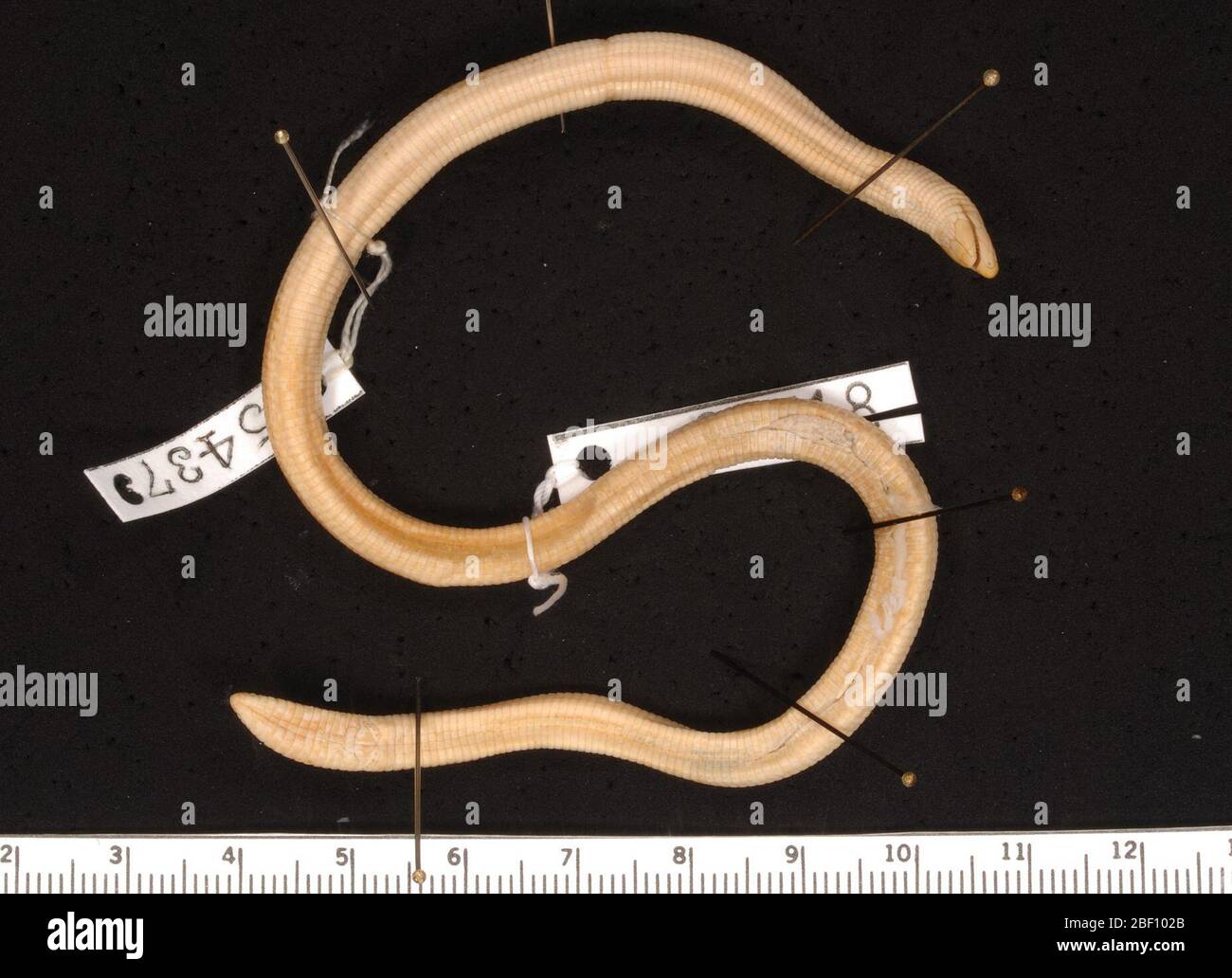 Cadea palirostrata hi-res stock photography and images - Alamy