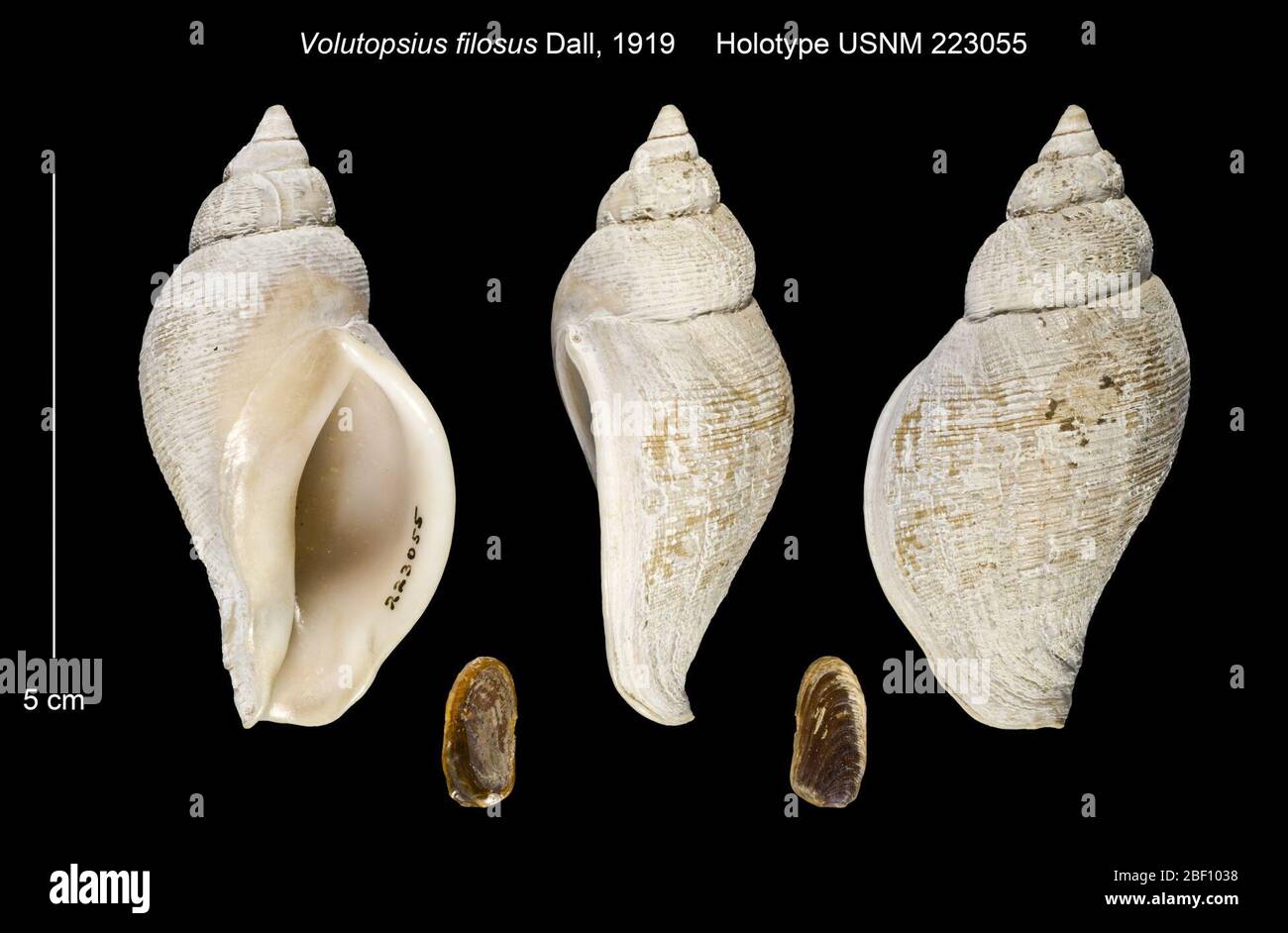 Volutopsius filosus. 20 Jan 201632831 Stock Photo - Alamy