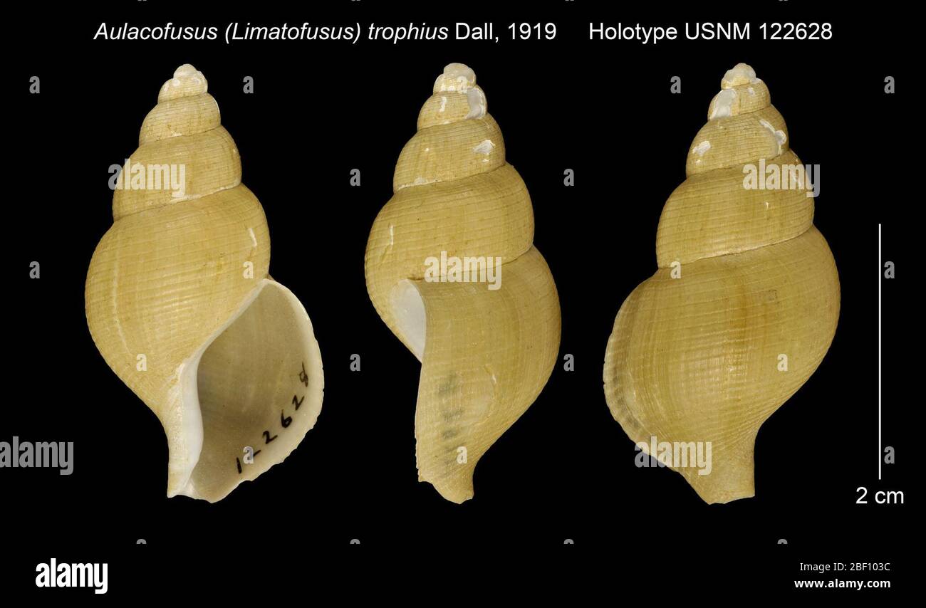 Aulacofusus Limatofusus trophius. 20 Jan 201630711 Stock Photo - Alamy