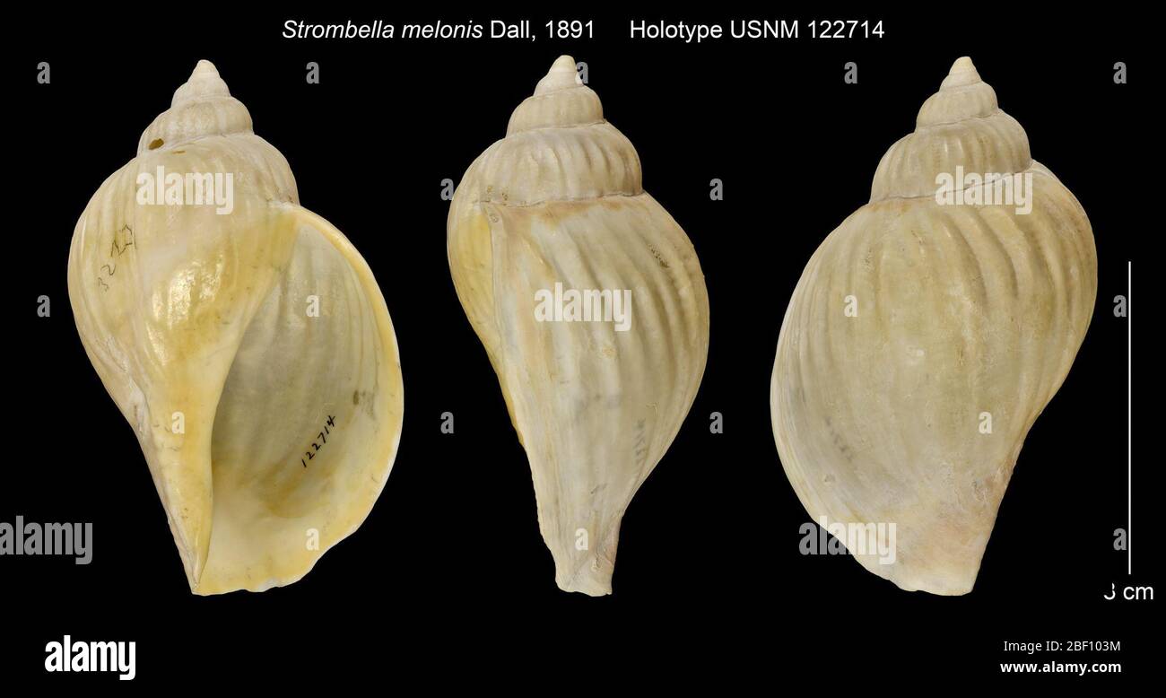 Melonis hi-res stock photography and images - Alamy