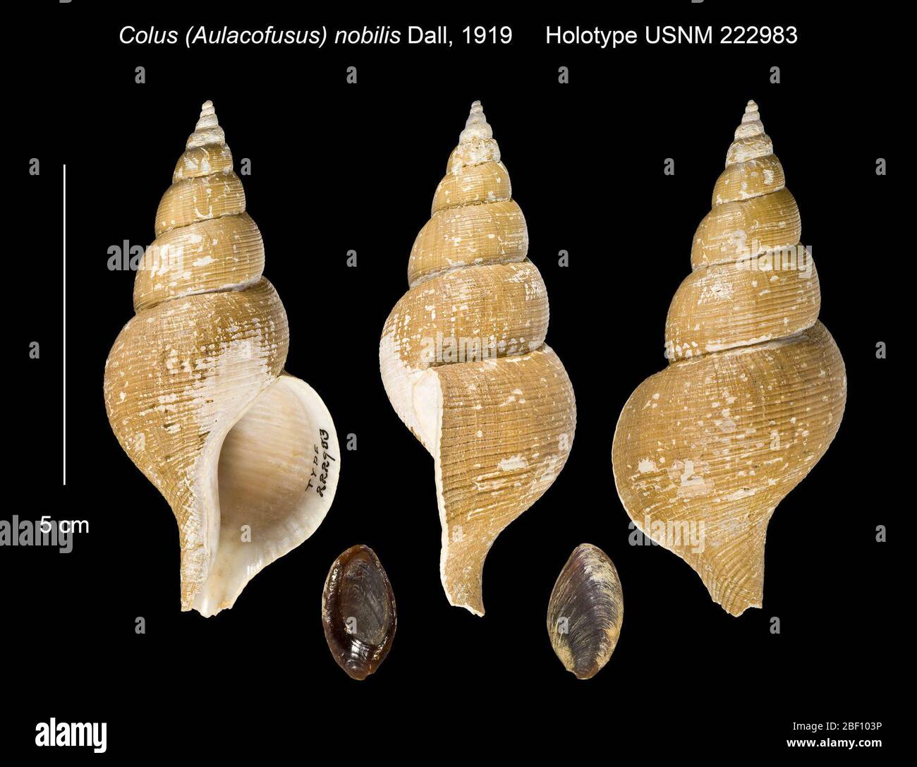Colus Aulacofusus nobilis. 20 Jan 201634841 Stock Photo - Alamy
