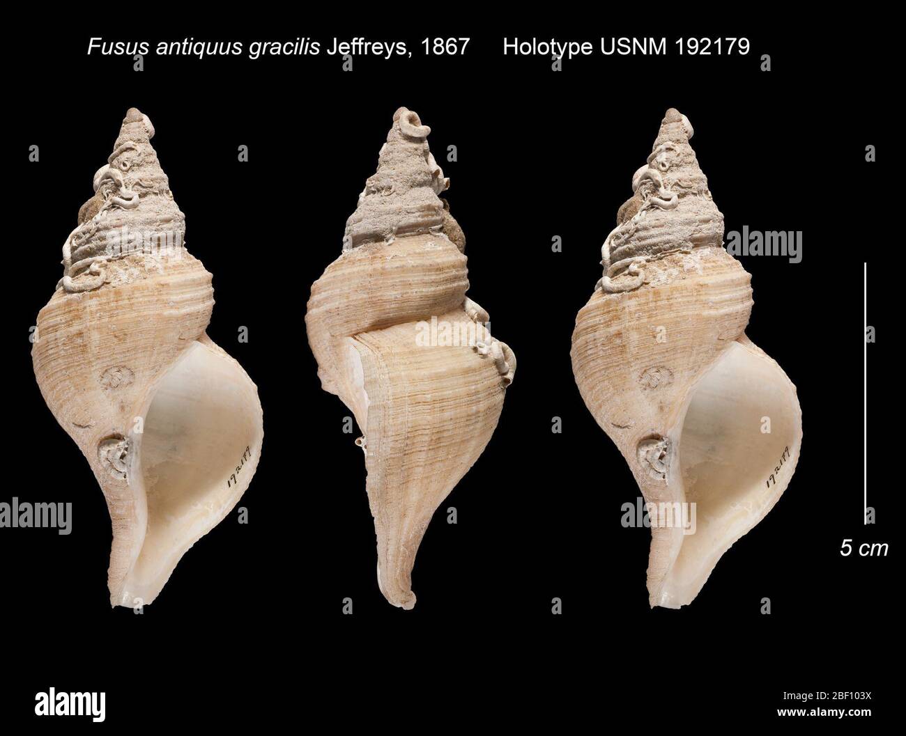 Fusus antiquus hi-res stock photography and images - Alamy