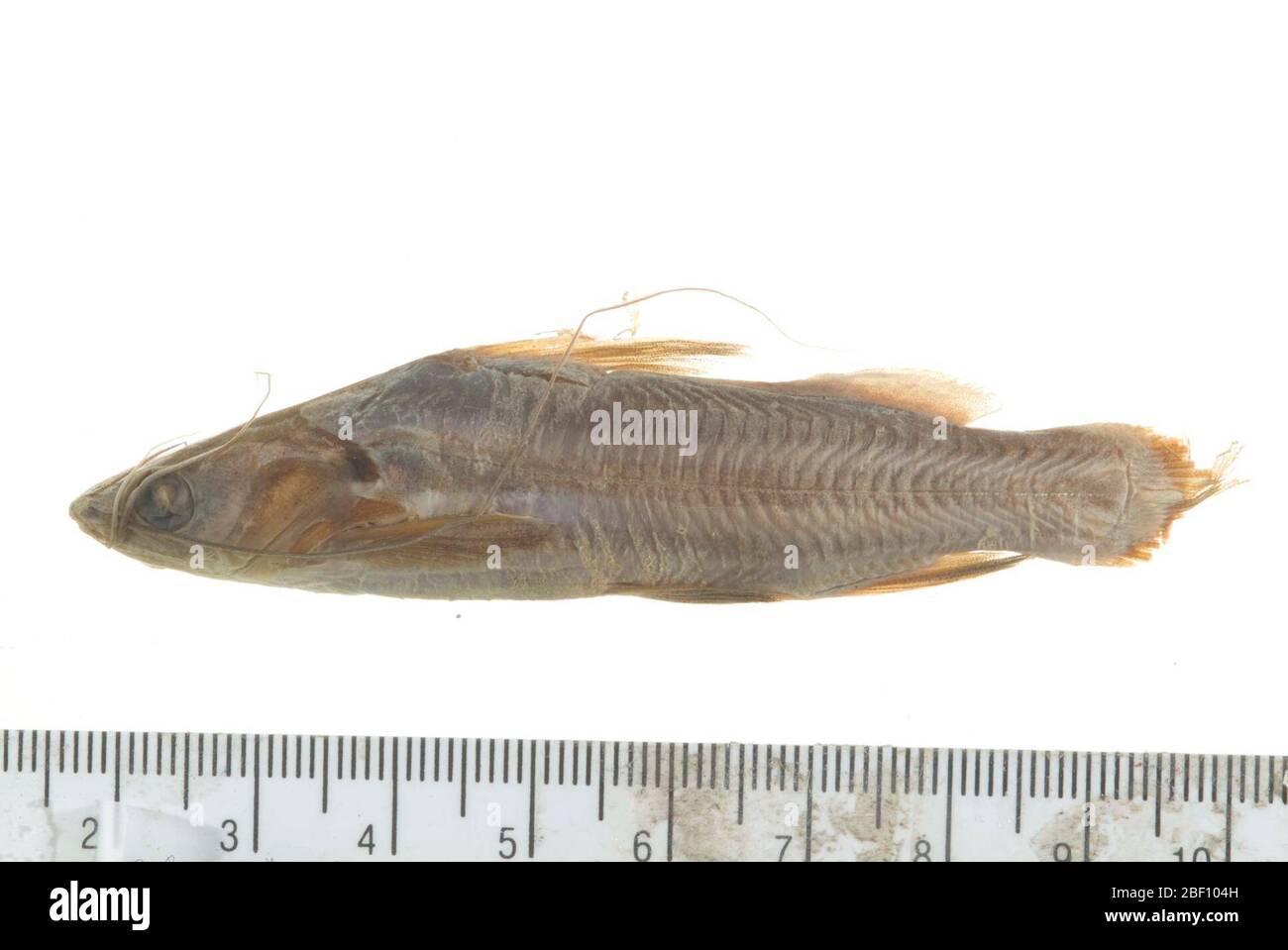 Mystus vittatus hi-res stock photography and images - Alamy