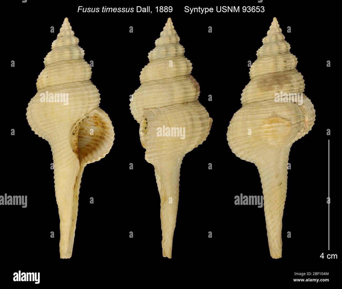 Fusus hi-res stock photography and images - Alamy