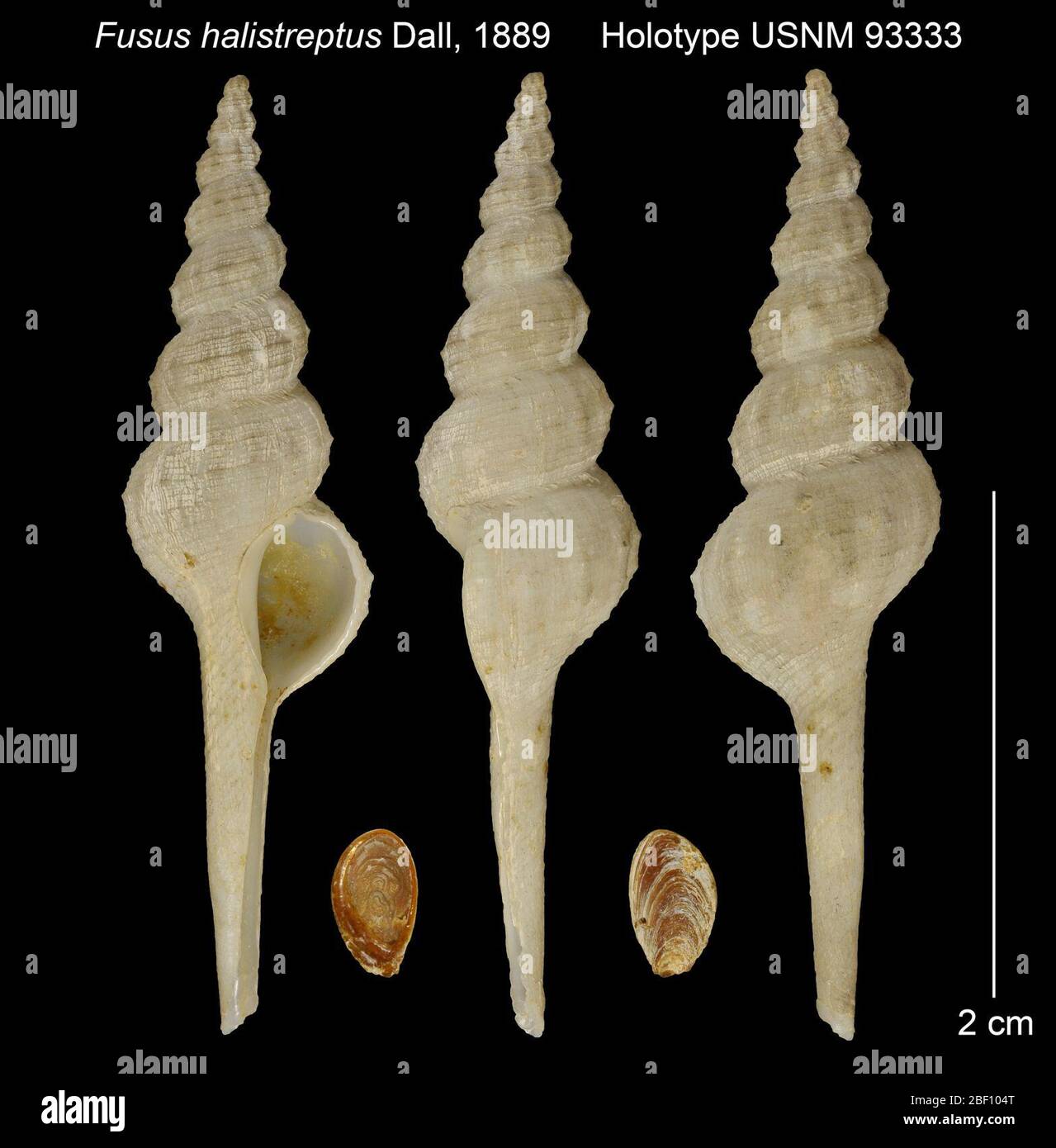 Fusus hi-res stock photography and images - Alamy