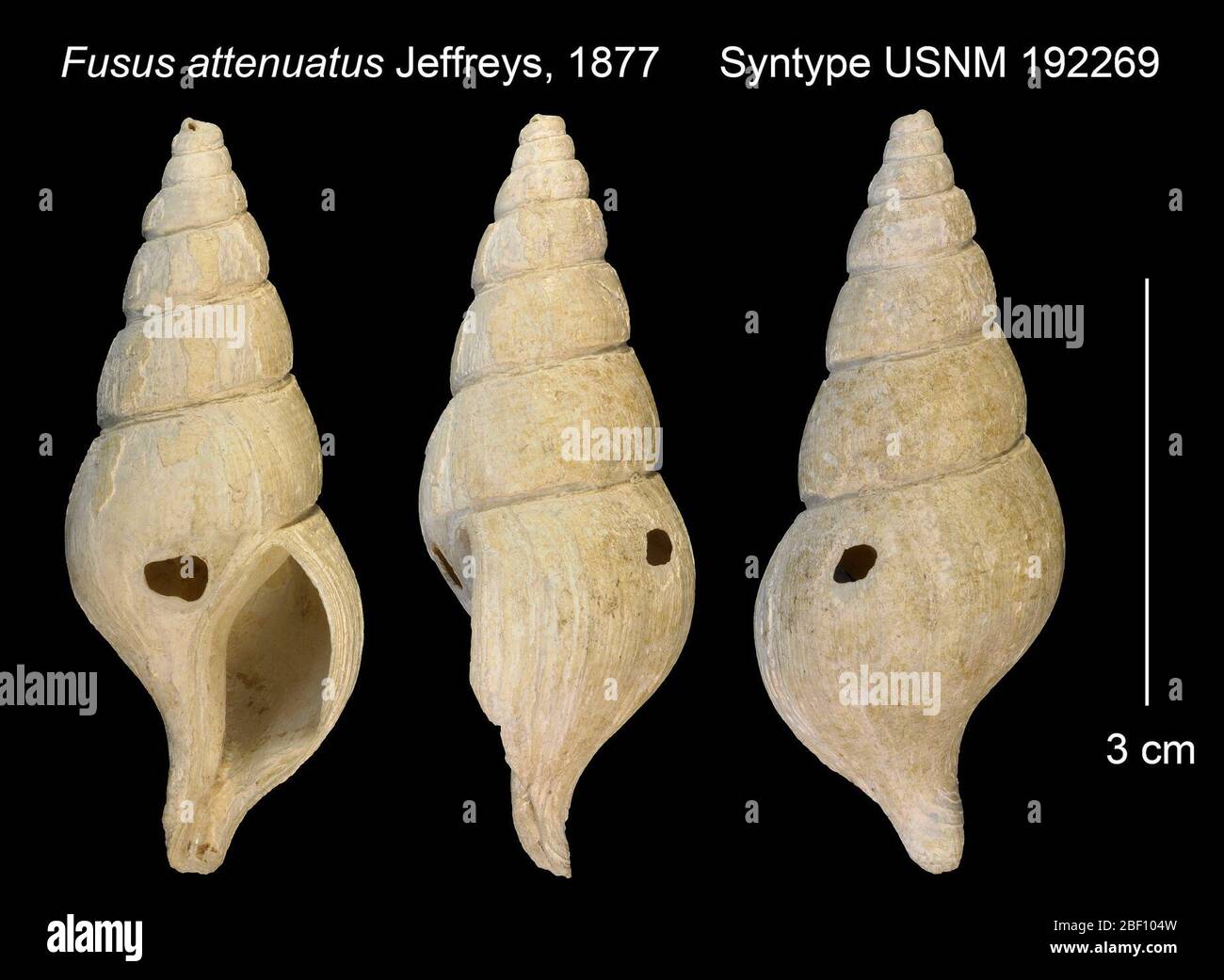 Fusus attenuatus. 20 Jan 2016431 Stock Photo - Alamy