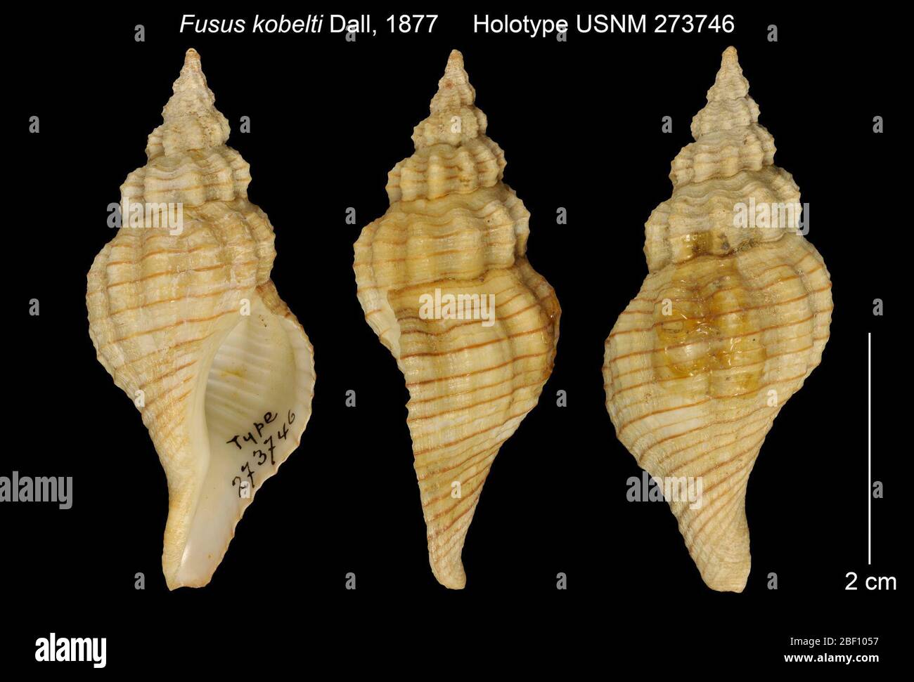 Fusus hi-res stock photography and images - Alamy