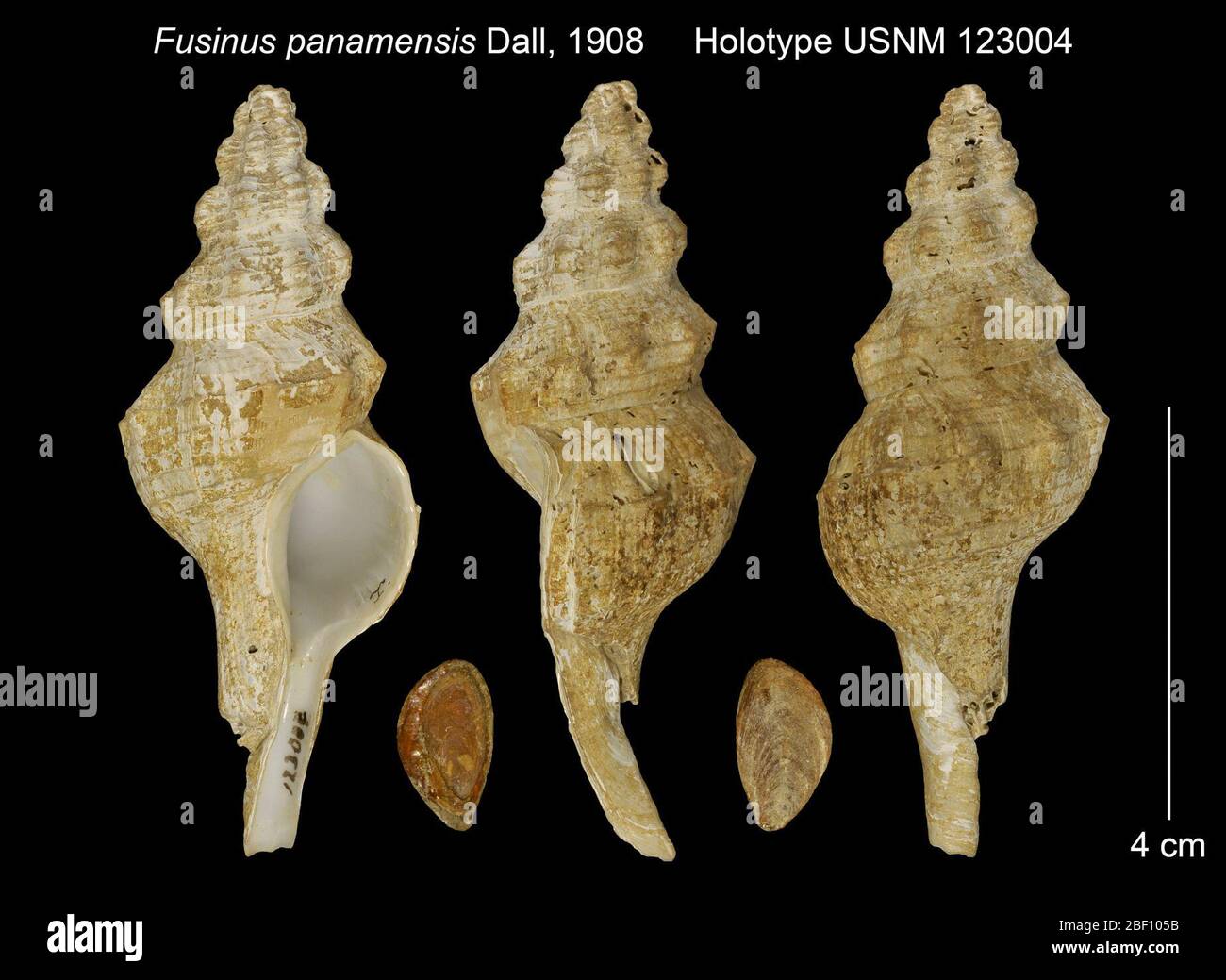 Fusinus hi-res stock photography and images - Alamy