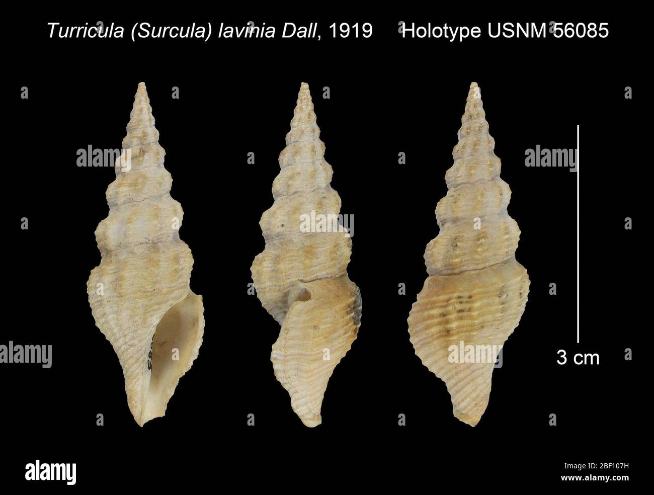 Turricula Surcula lavinia. 20 Jan 20161 Stock Photo - Alamy