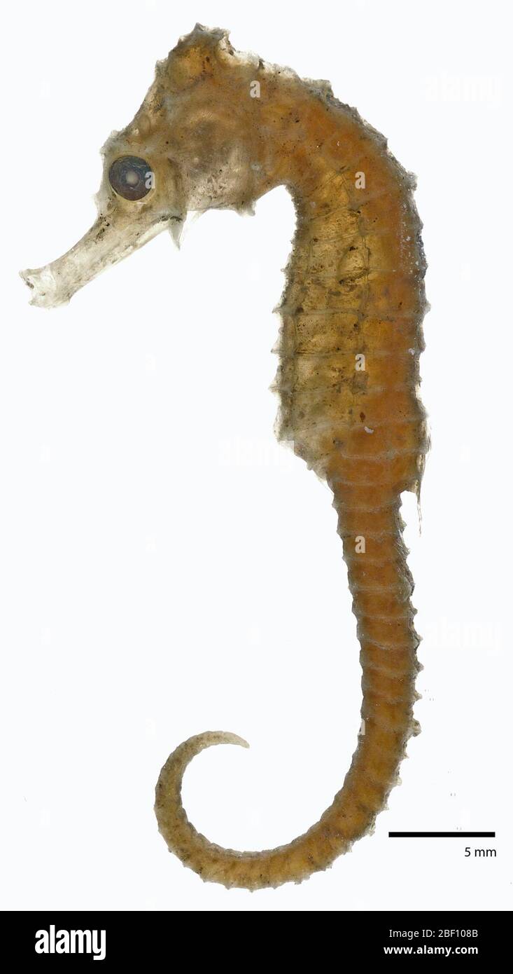 Long snouted seahorse or long snouted seahorse hippocampus reidi hi-res ...