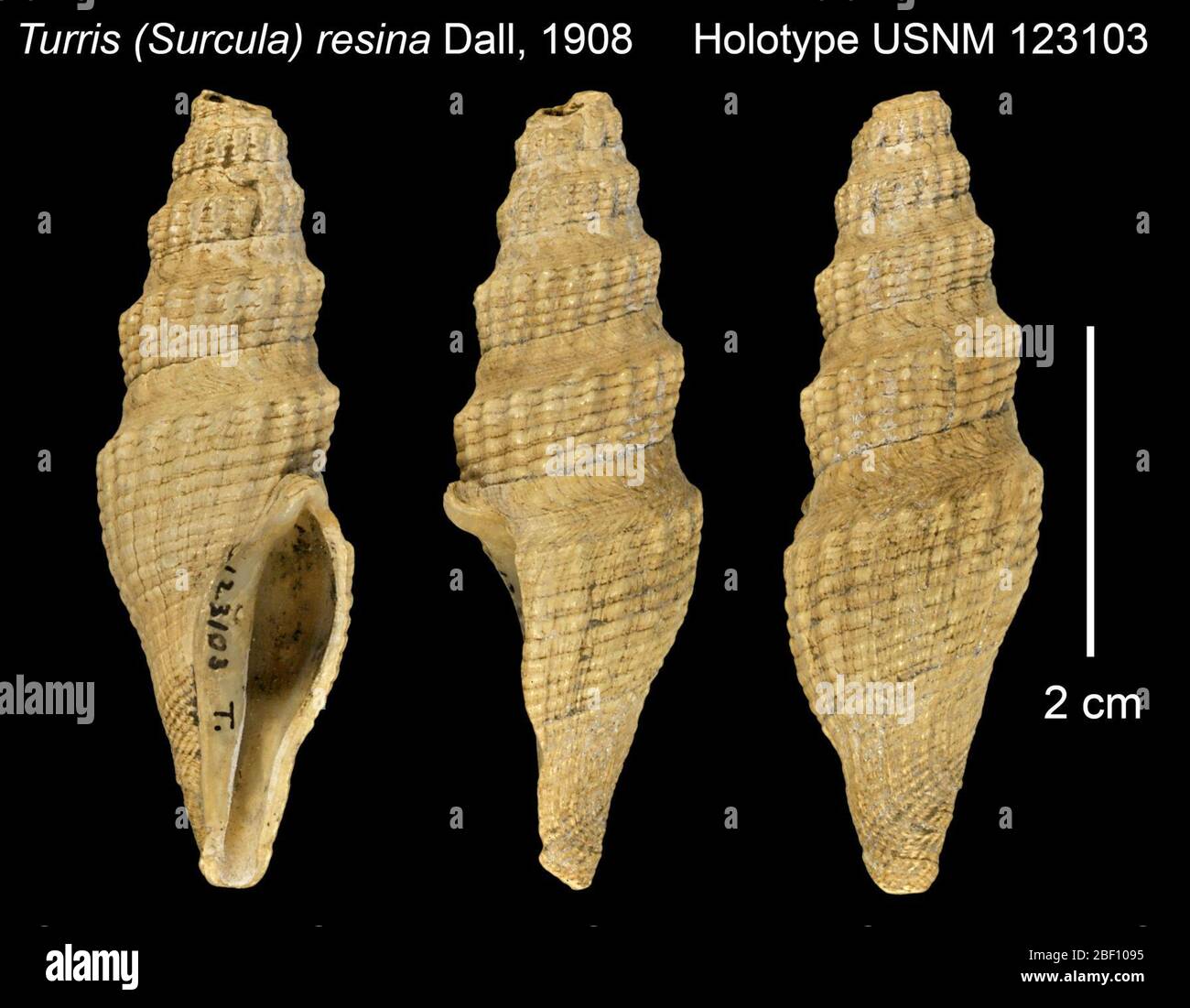 Resina resina hi-res stock photography and images - Alamy