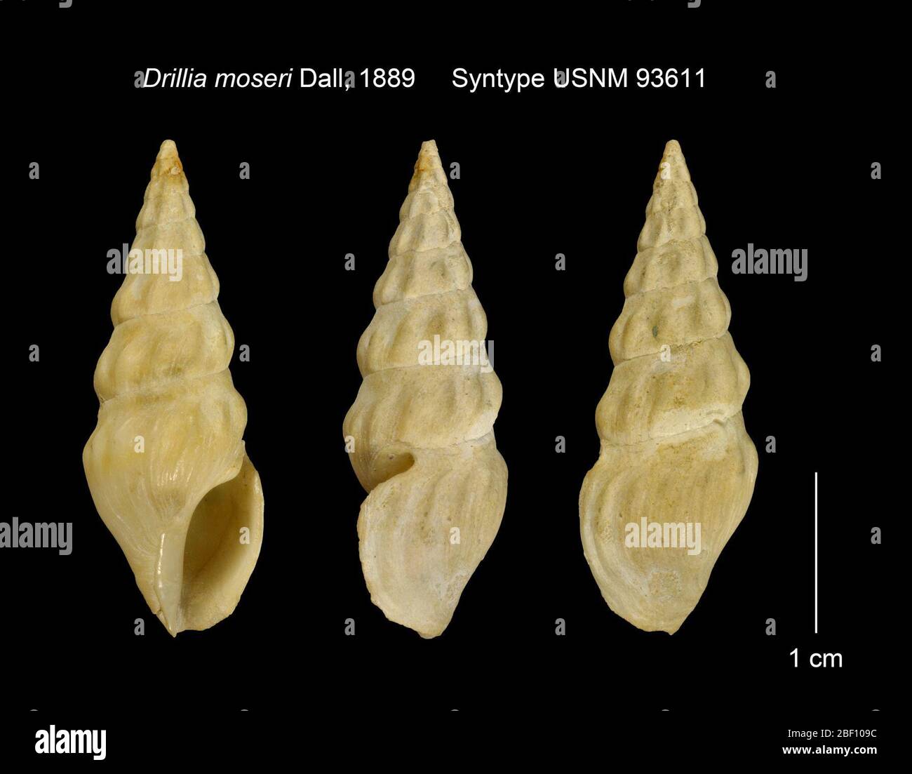 Fenimorea moseri. 22 May 201925961 Stock Photo - Alamy