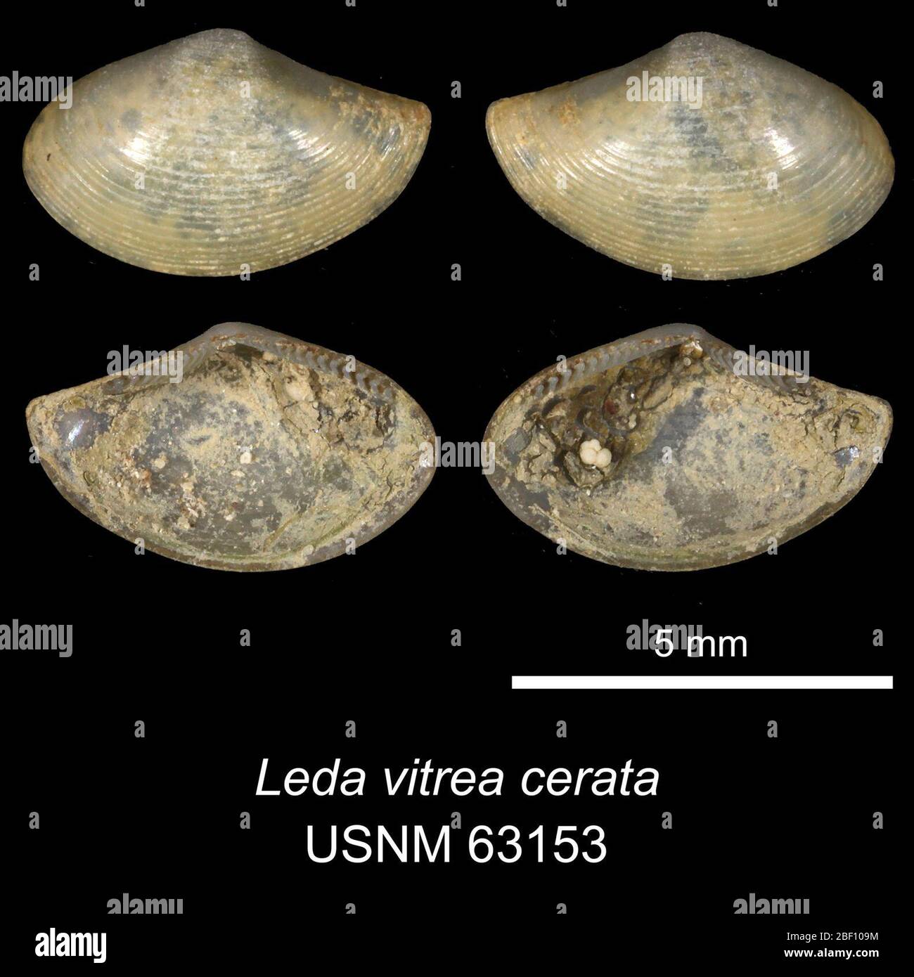 Vitrea hi-res stock photography and images - Alamy