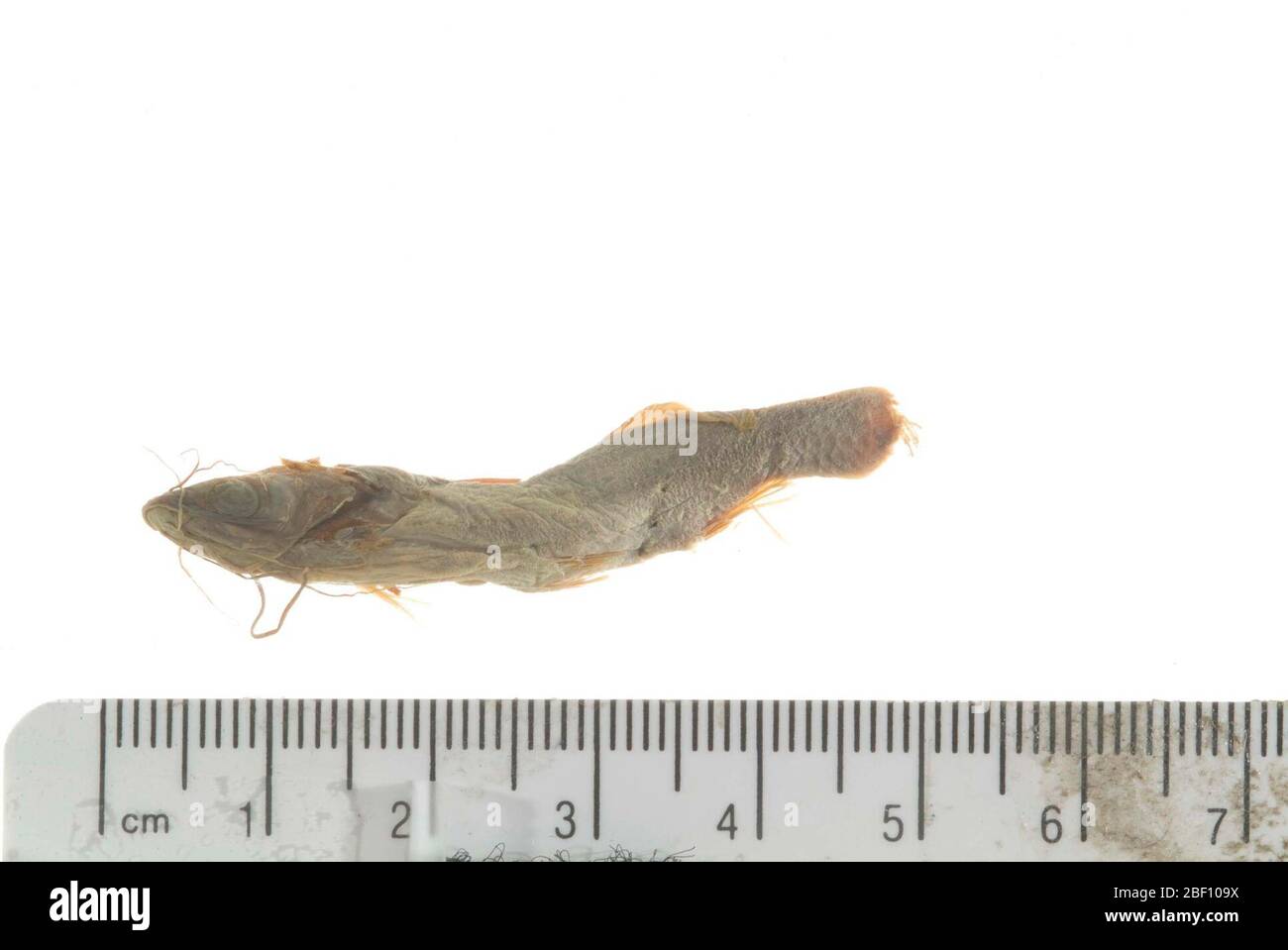 Mystus nigriceps hi-res stock photography and images - Alamy