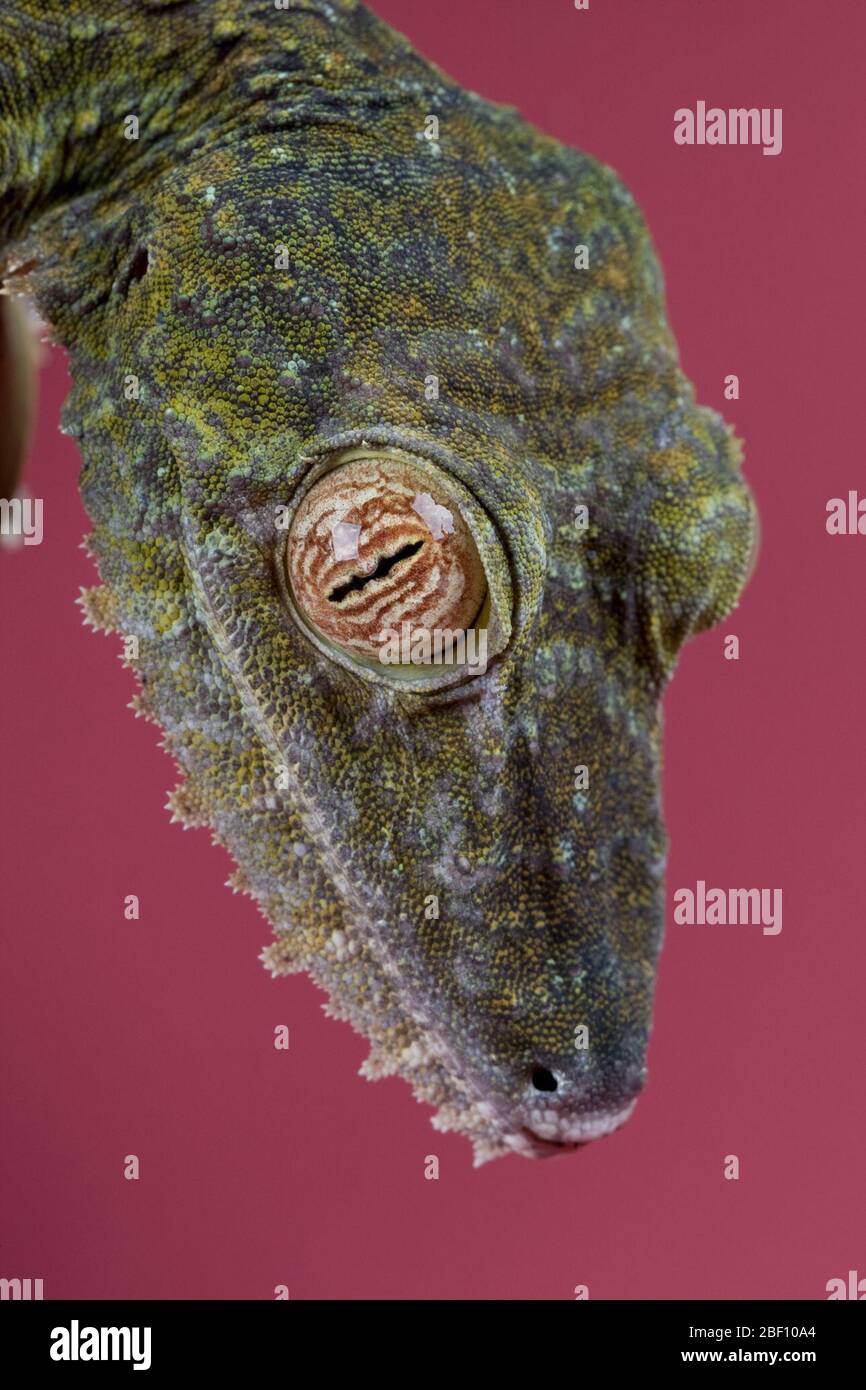 Giant Leaftailed Gecko. Species: fimbriatus,Genus: Uroplatus,Family ...