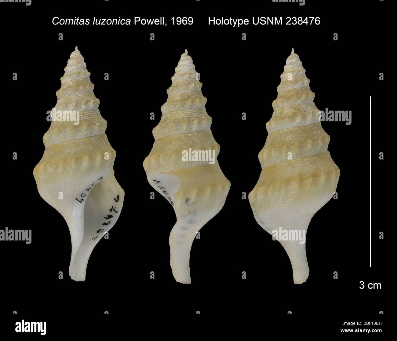 Luzonica hi-res stock photography and images - Alamy