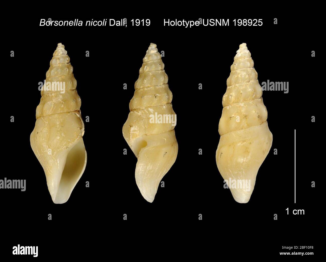 Nicoli hi-res stock photography and images - Alamy