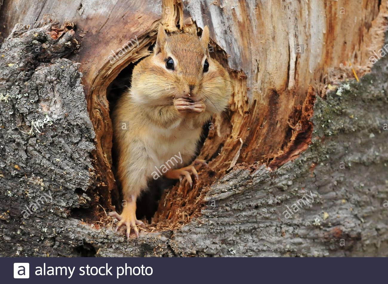 Chipmunk Hole High Resolution Stock Photography and Images - Alamy