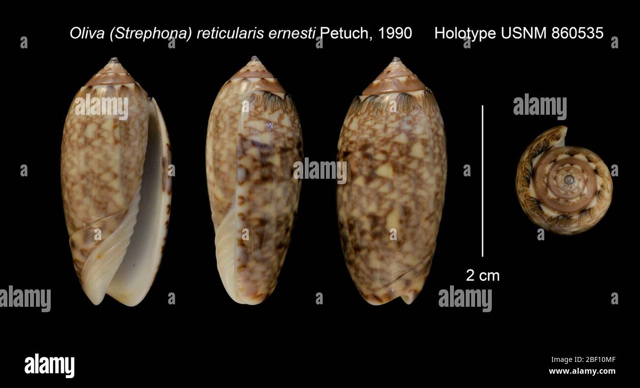 Oliva reticularis hi-res stock photography and images - Alamy
